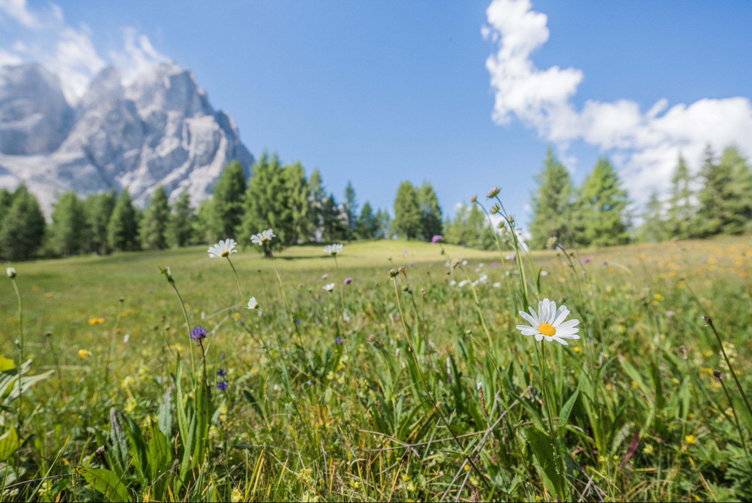 Berghotel in the Dolomites of Sesto - 4 star hotel in South Tyrol